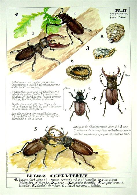 Image result for Insect Identification Book