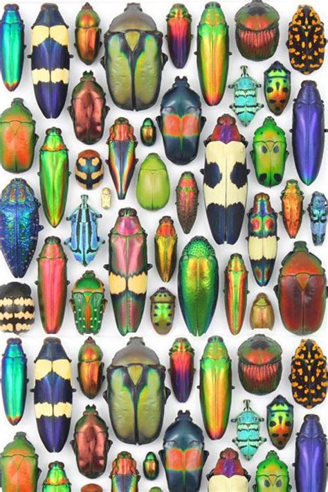 Image result for Colorful Bugs Insects