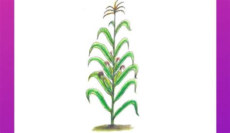 Image result for Drawing Corn Stalks