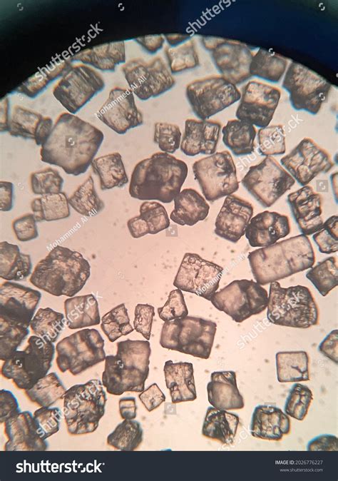 Image result for Microscope Crystal Compemnsator