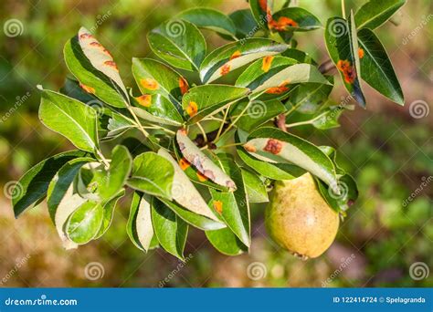 Image result for Pear Rust Cycle