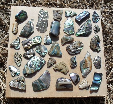 Image result for How to Polish Paua Shells