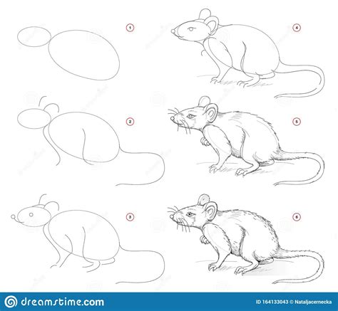 Image result for Rat Drawing Tutorial