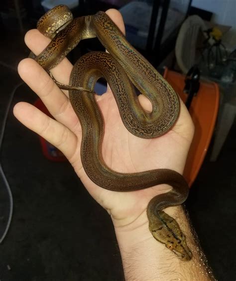 Image result for Golden Child Reticulated Python