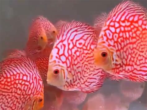 Image result for Checkerboard Discus