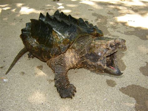 Image result for Large Snapping Turtle