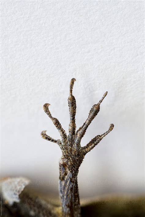 Image result for Lizard Feet