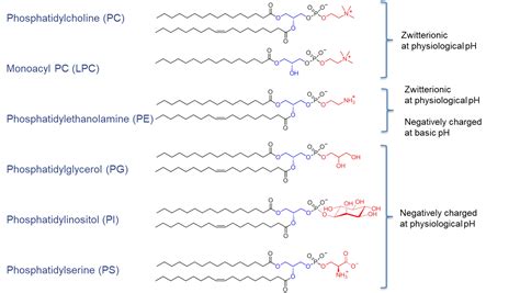 Image result for Phospholipid Structure Expanded Structure