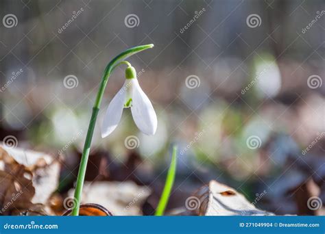 Image result for Snowdrop Early Spring Flowers