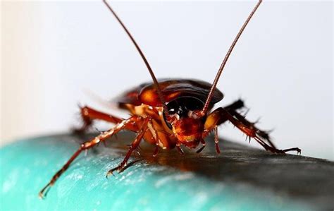 Image result for Cockroach Bites On Humans