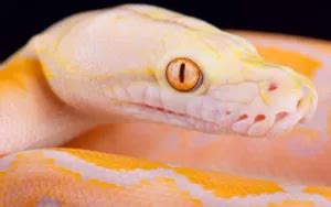 Image result for Tribal Reticulated Python