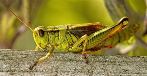 Image result for Cricket Insect Types