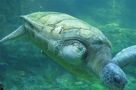 Image result for Turtle Trek