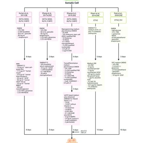 Image result for Reprogramming Diagram