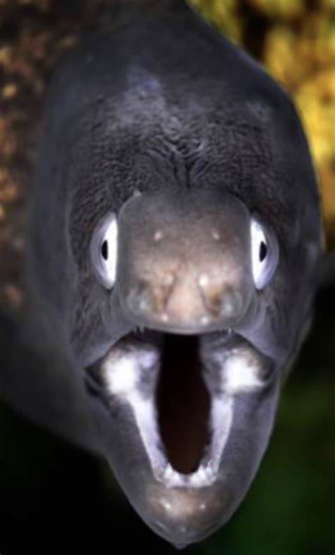 Image result for Screaming Fish Origin