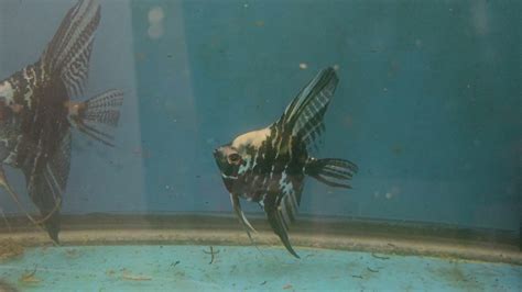 Image result for Angelfish Breeding