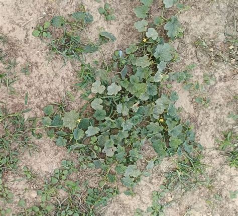 Image result for Weed Detection Using Python