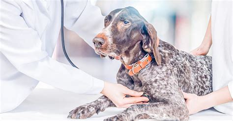 Image result for Normal Heart Rate Dog