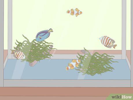 Image result for How to Grow Java Moss