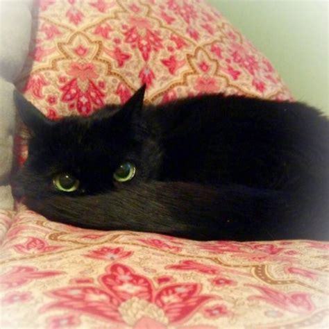 Image result for Toothless in Real Life