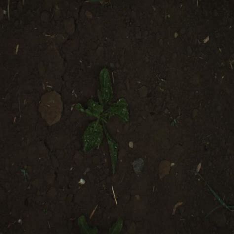 Image result for Weed Detection Using Python