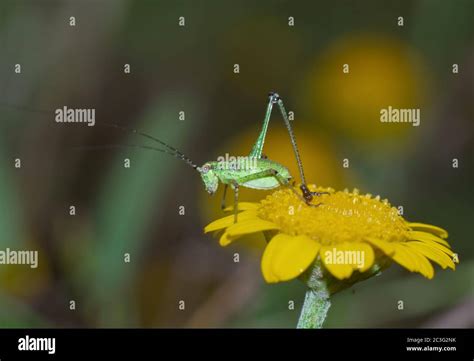 Image result for Cricket Side View Insect