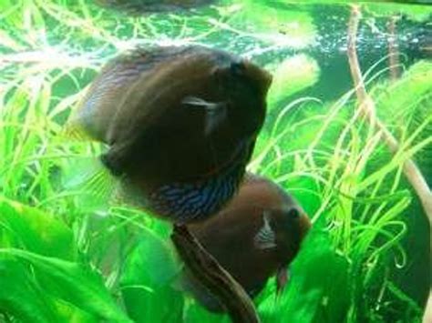 Image result for Royal Blue Discus