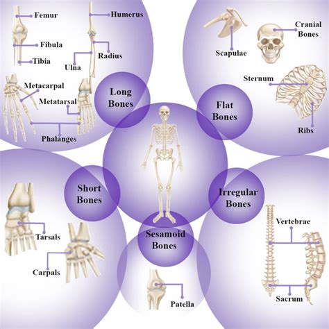 Image result for Two Types of Bone