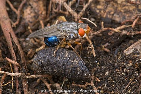 Image result for Human Botfly