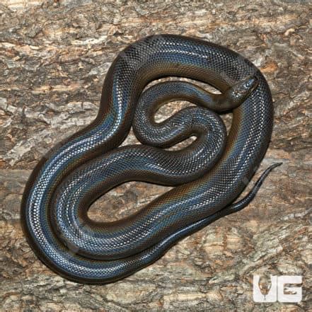 Image result for Python in Water