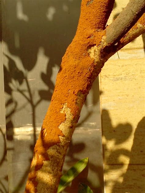 Image result for Peer Tree Rust