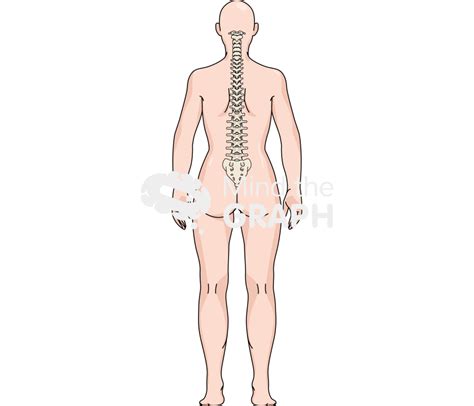 Image result for AVG Back Shape