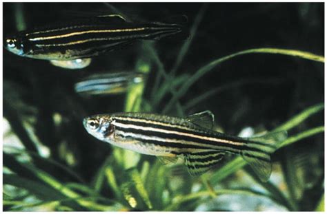 Image result for Zebra Fish