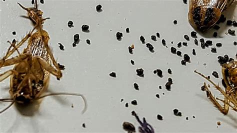 Image result for Cockroach Droppings