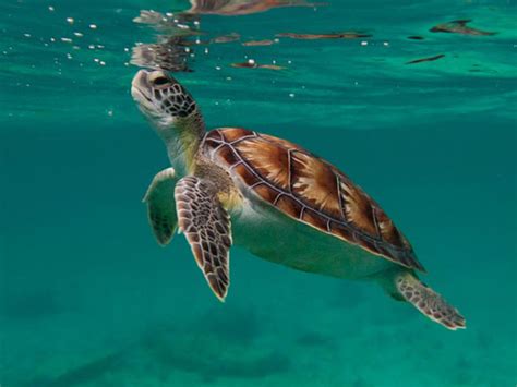 Image result for Turtles Making Sounds