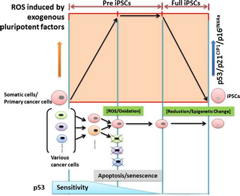 Image result for Nuclear Reprogramming