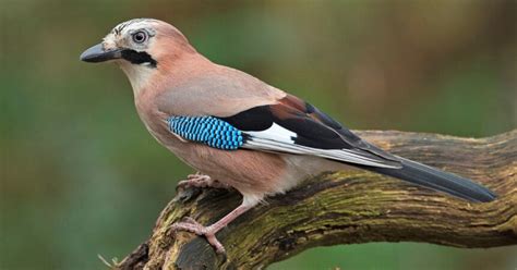 Image result for Blue Mockingjay