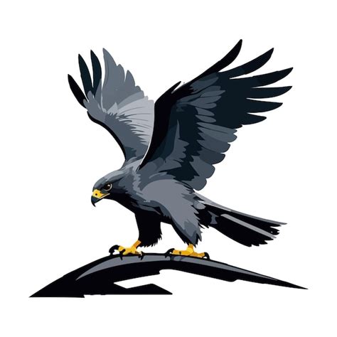 Image result for Hawk Beak Drawing