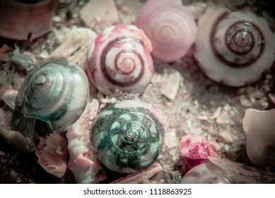 Image result for Ruby Shell St. Louis