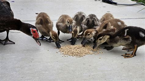 Image result for Ducklings Hatching