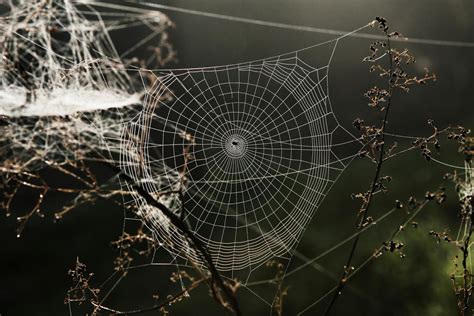 Image result for Spider Web Net
