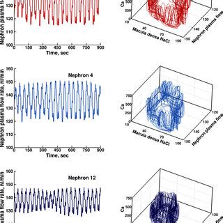 Image result for Nephrogram Phase Timing