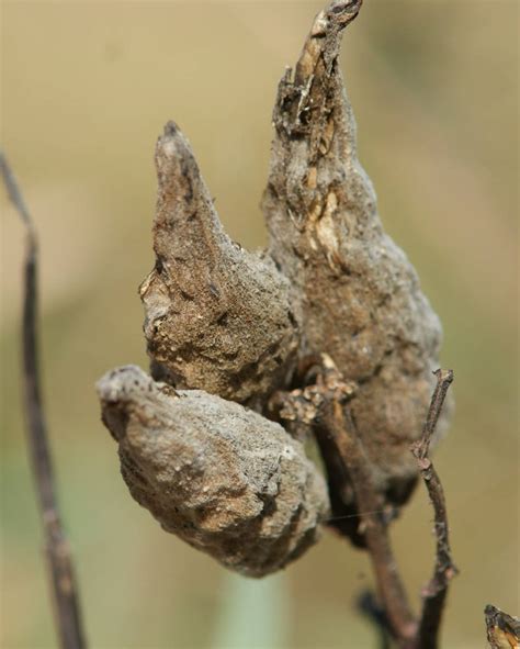 Image result for Alien Pod People