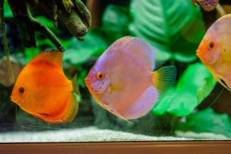 Image result for Discus Fisg