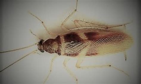 Brown Banded Cockroach – GingerBays