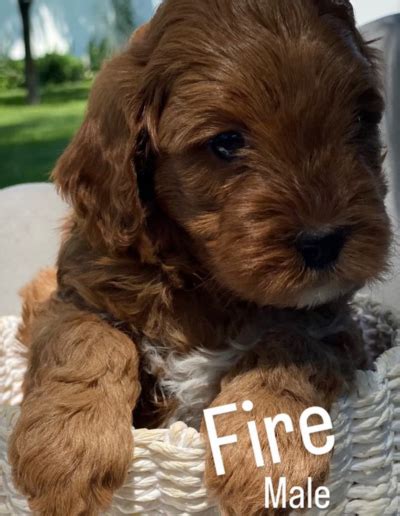 Image result for Golden Cavapoo