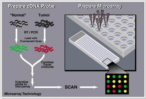 Image result for Microarray Technique