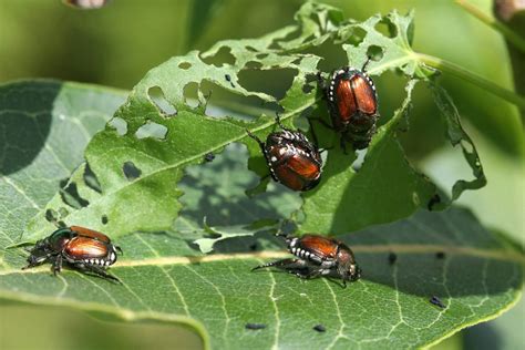 Image result for Insect Facts