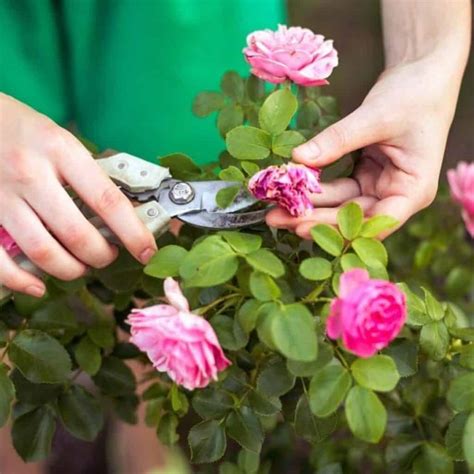 Image result for Pruning Knockout Roses for Spring