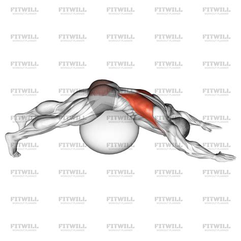 Image result for Exercise Ball Lower Back Exercises